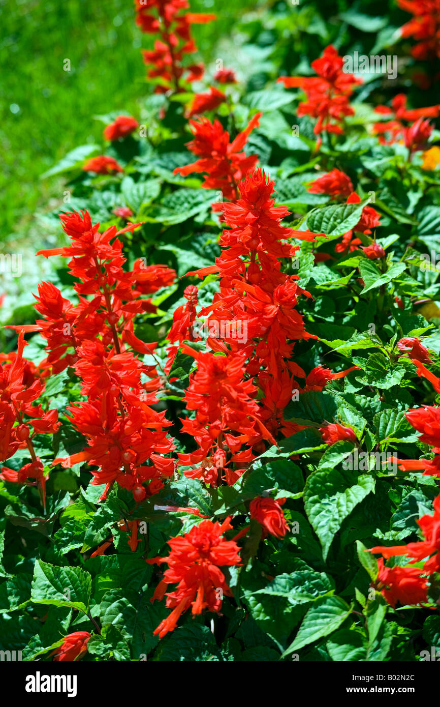 Summer flowers Green and red vibrant colours Stock Photo - Alamy