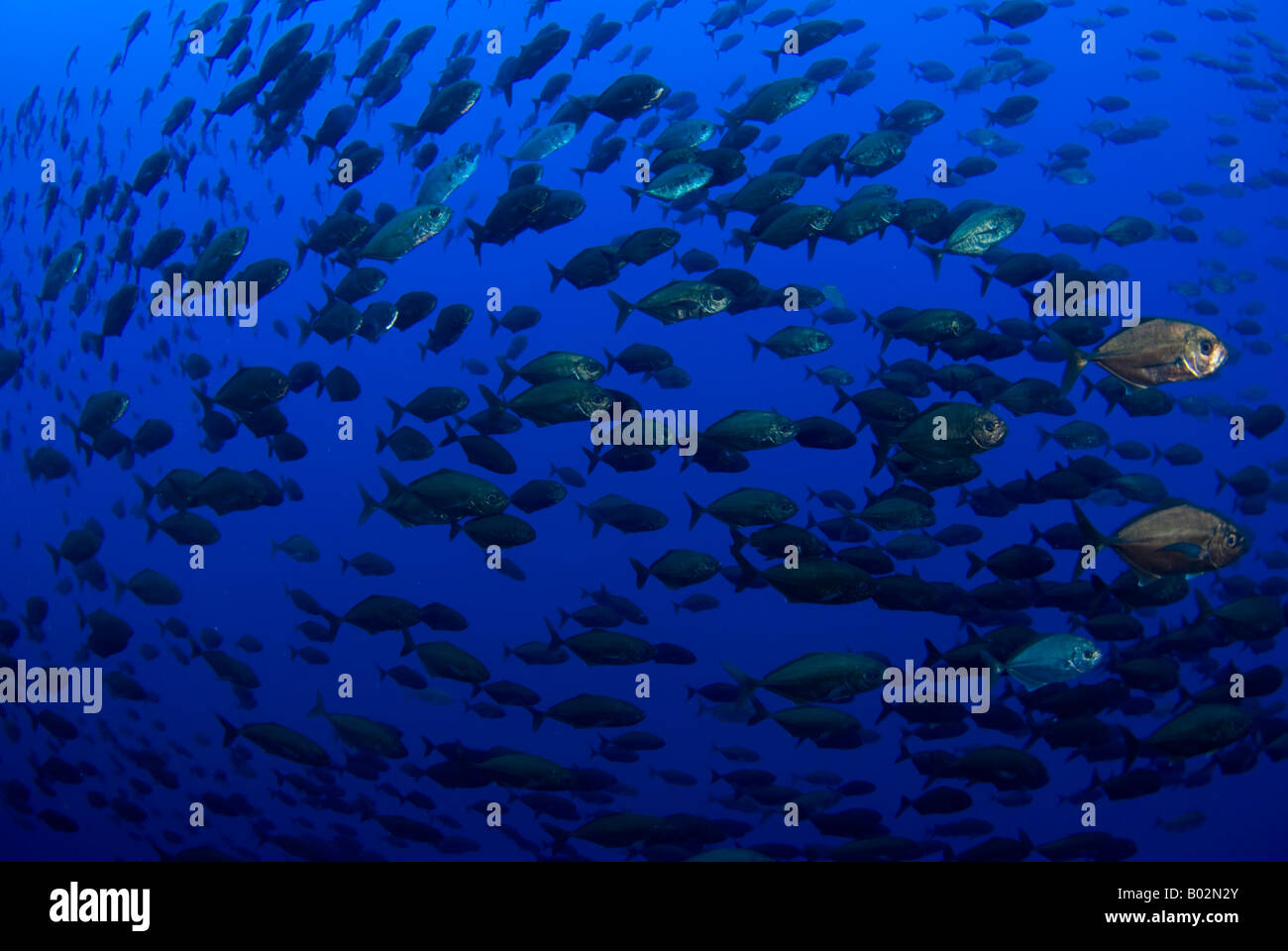 fish in Revillagigedo islands Socorro islands, underwater, Pacific ...