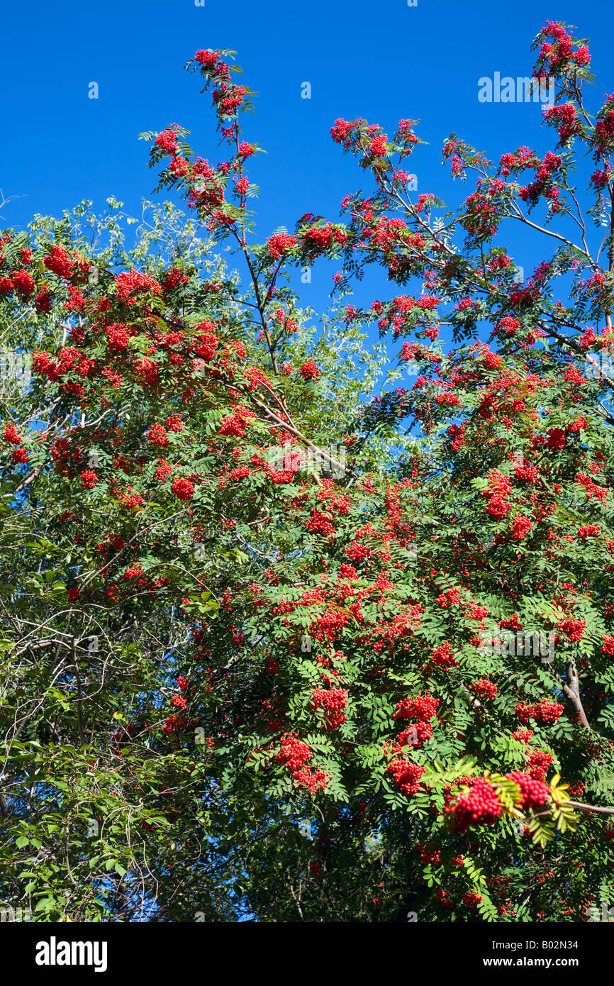 Ashberry tree park in Novosibirsk August 2007 Stock Photo - Alamy