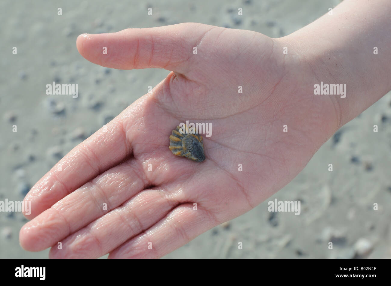 Seashell hunting hi-res stock photography and images - Alamy