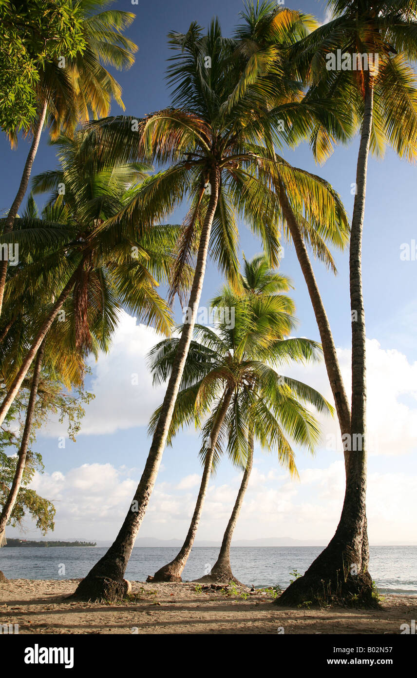 Palm Trees on the beach on the Samana Peninsula, Dominican Republic ...