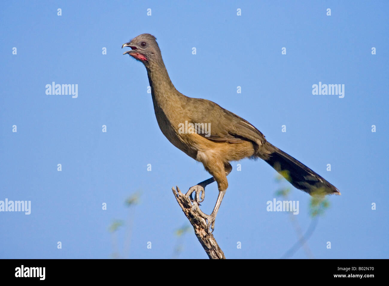 Plain Chachalaca Ortalis vetula Bentsen Rio Grande State Park TEXAS ...