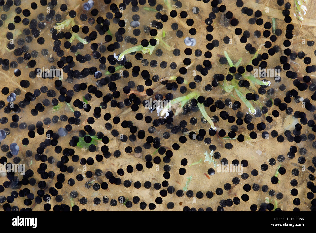 Common Toad (Bufo bufo), eggs strings Stock Photo - Alamy