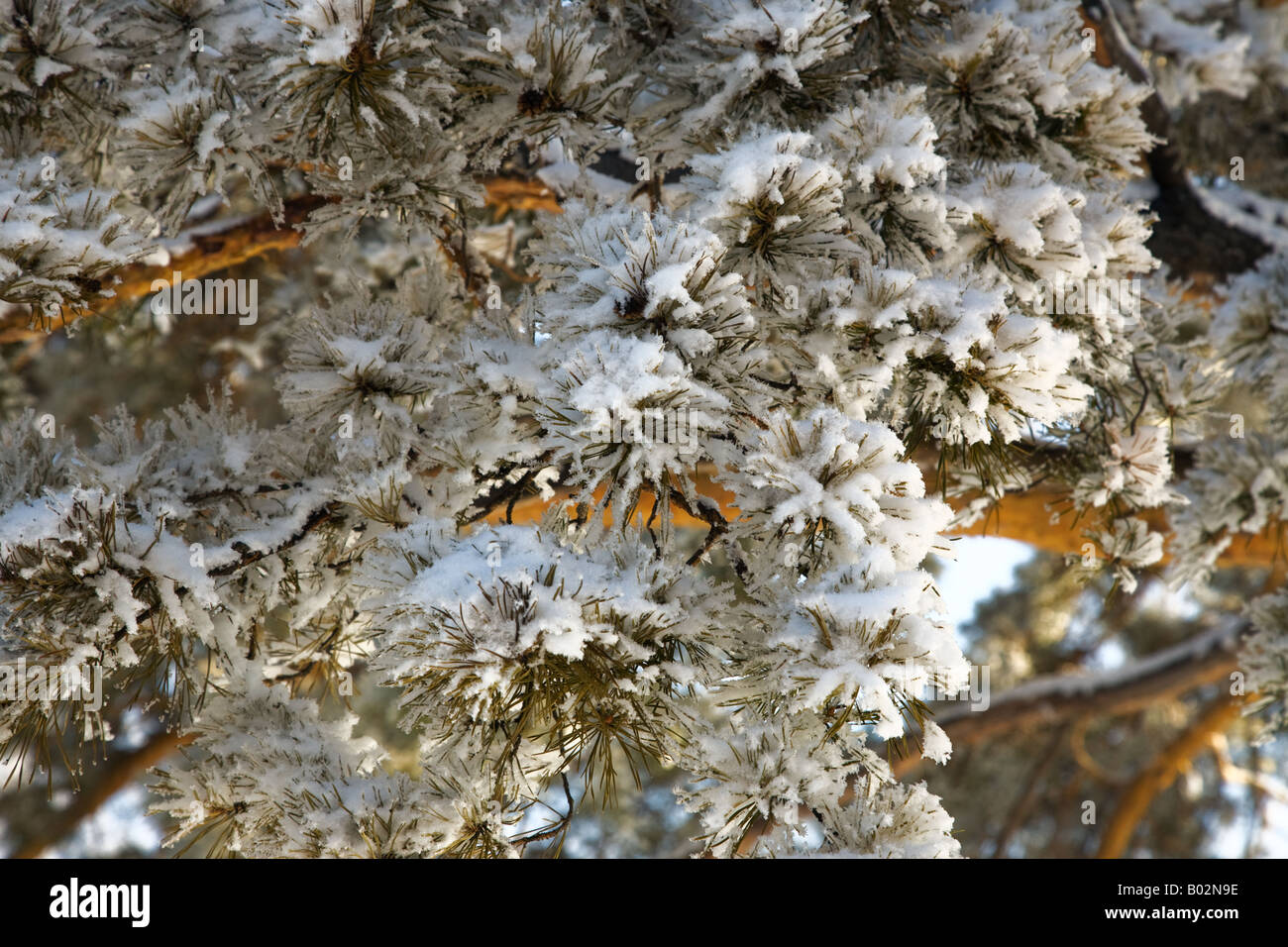 A close up of a pine tree branch covered hoarfrost Stock Photo - Alamy