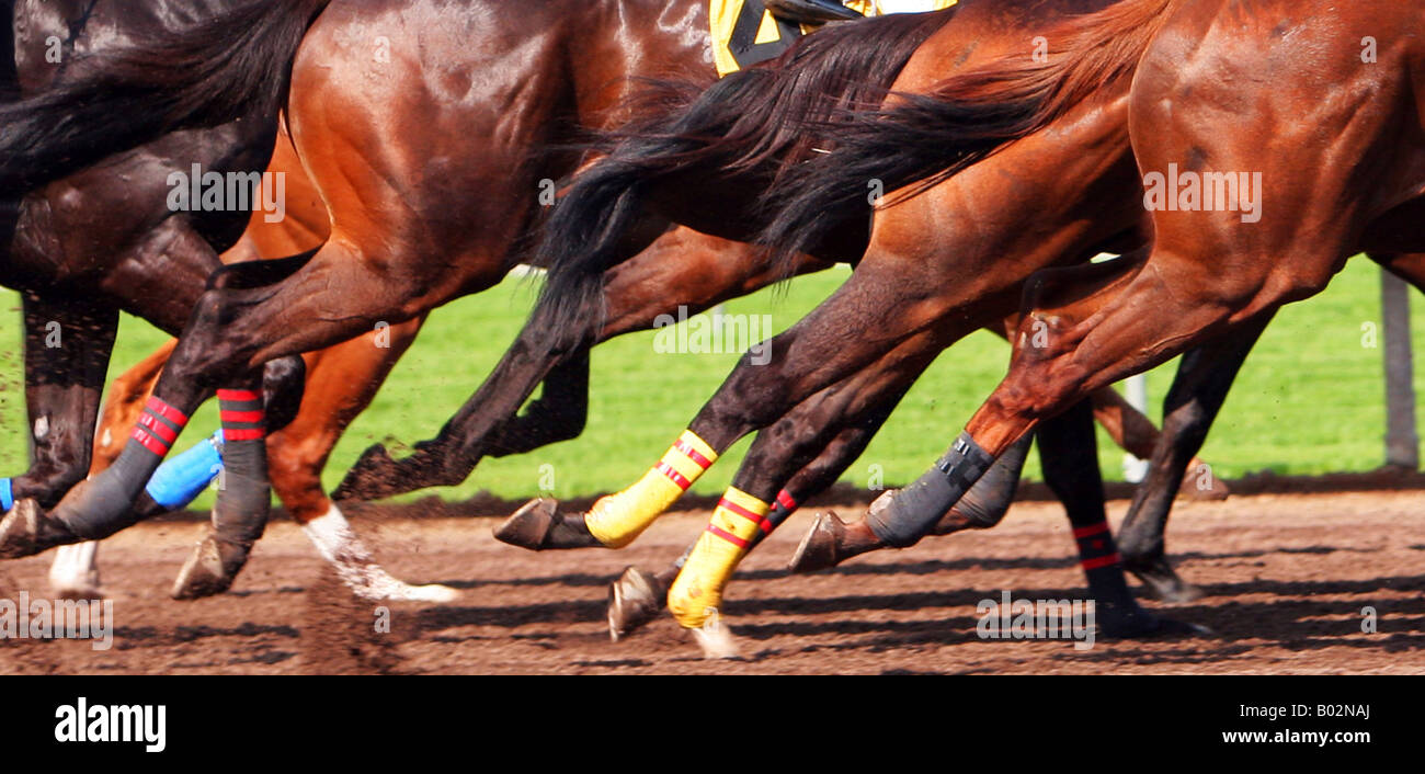 Color photo of a horse race showing only their lower body and legs ...