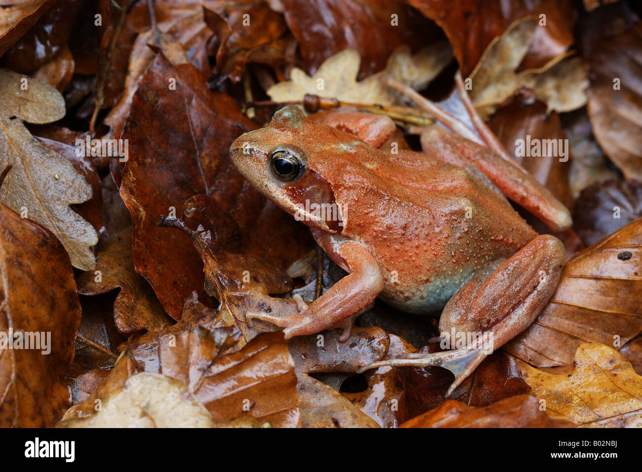 Common Frog (Rana temporaria) on autumn leaves Stock Photo - Alamy