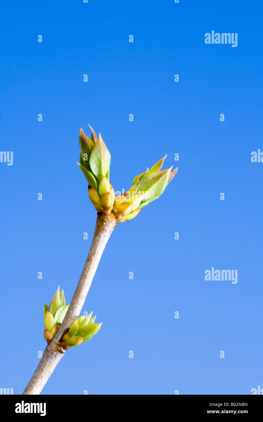 Arrival of spring Stock Photo - Alamy