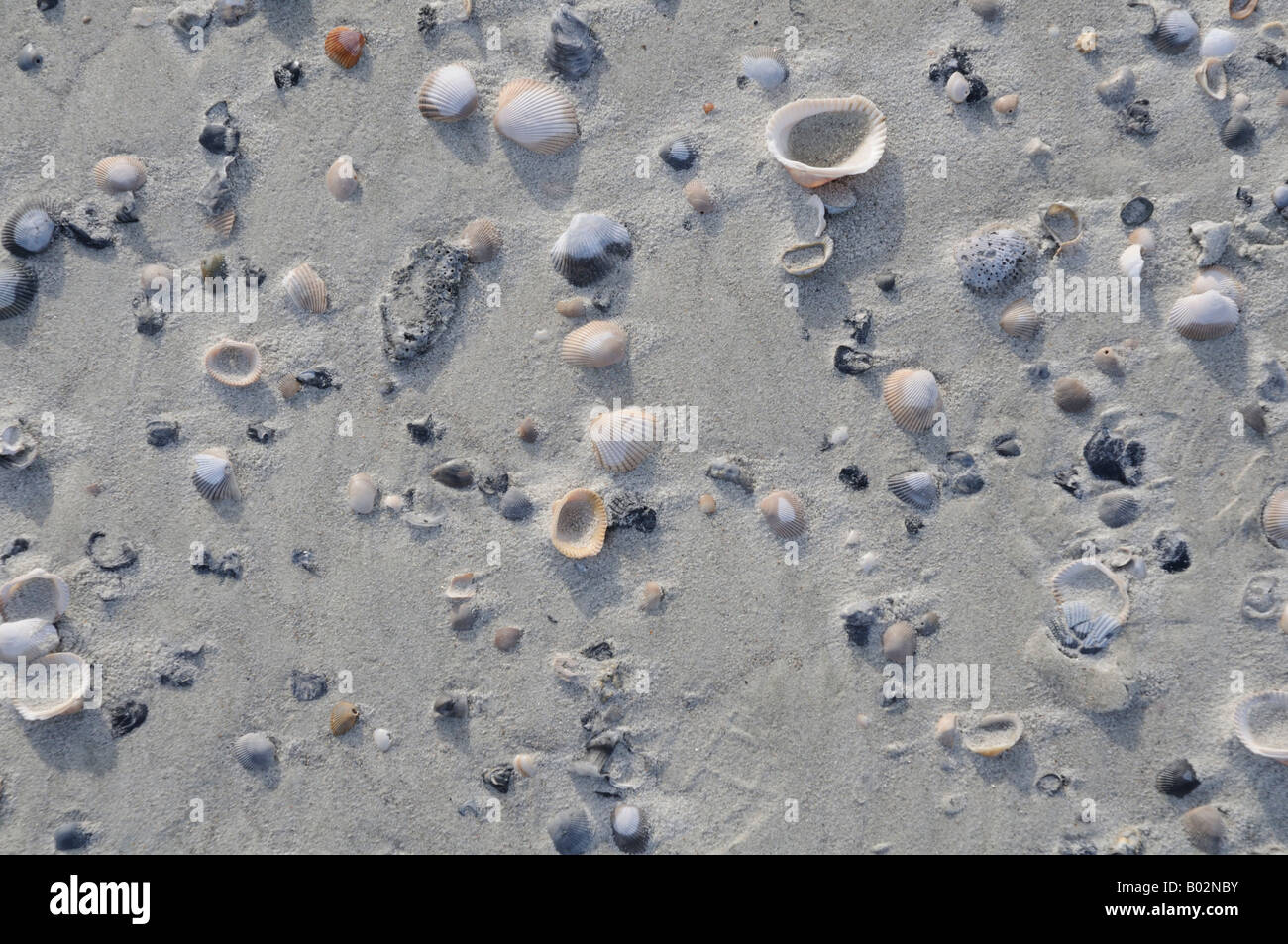 Seashells on Hunting Island South Carolina USA Stock Photo - Alamy