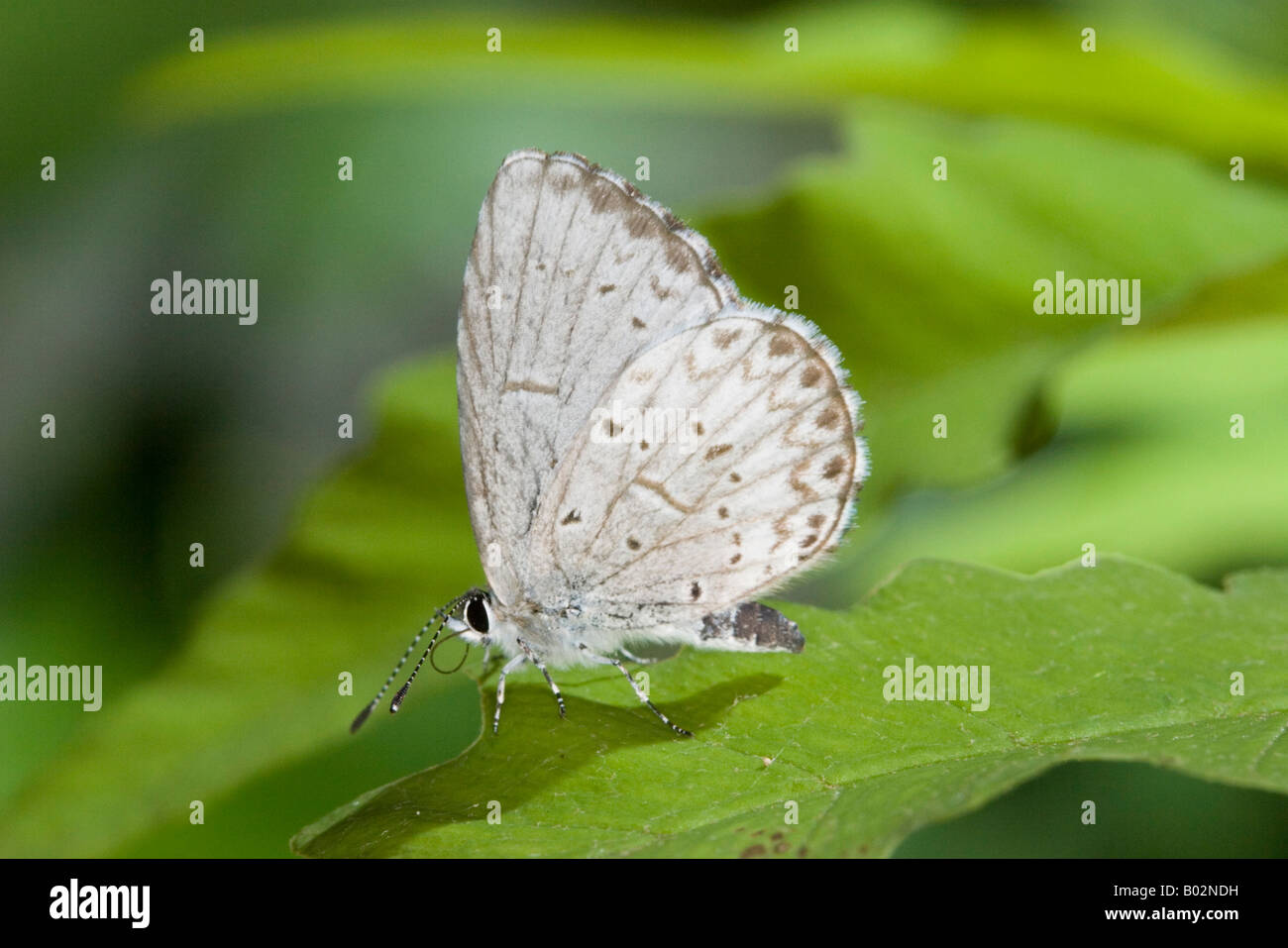 Summer Azure Celestrina ladon neglecta Stock Photo - Alamy