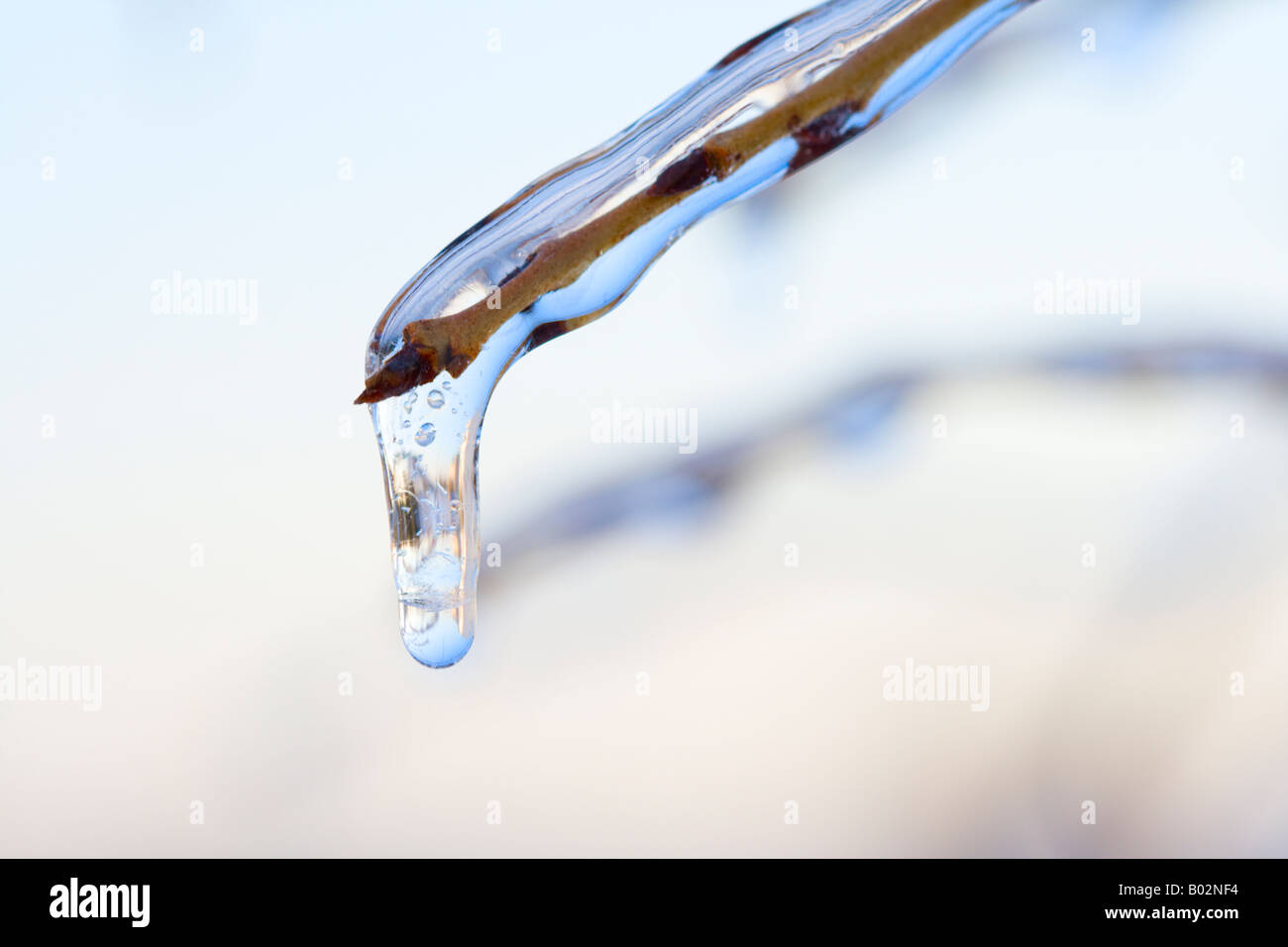 Icicle tree hi-res stock photography and images - Alamy