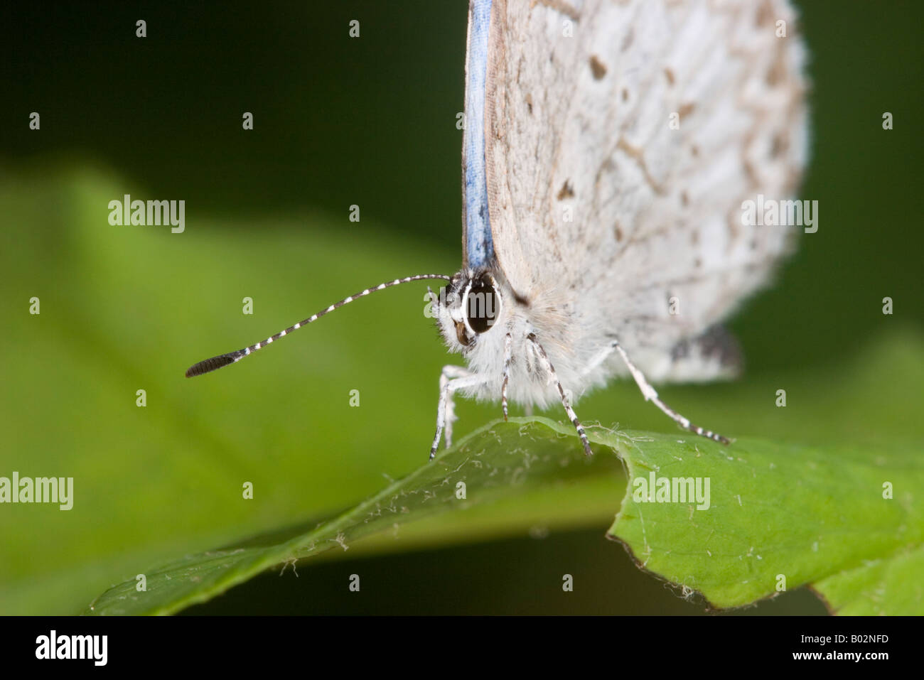 Summer Azure Celestrina ladon neglecta Stock Photo - Alamy