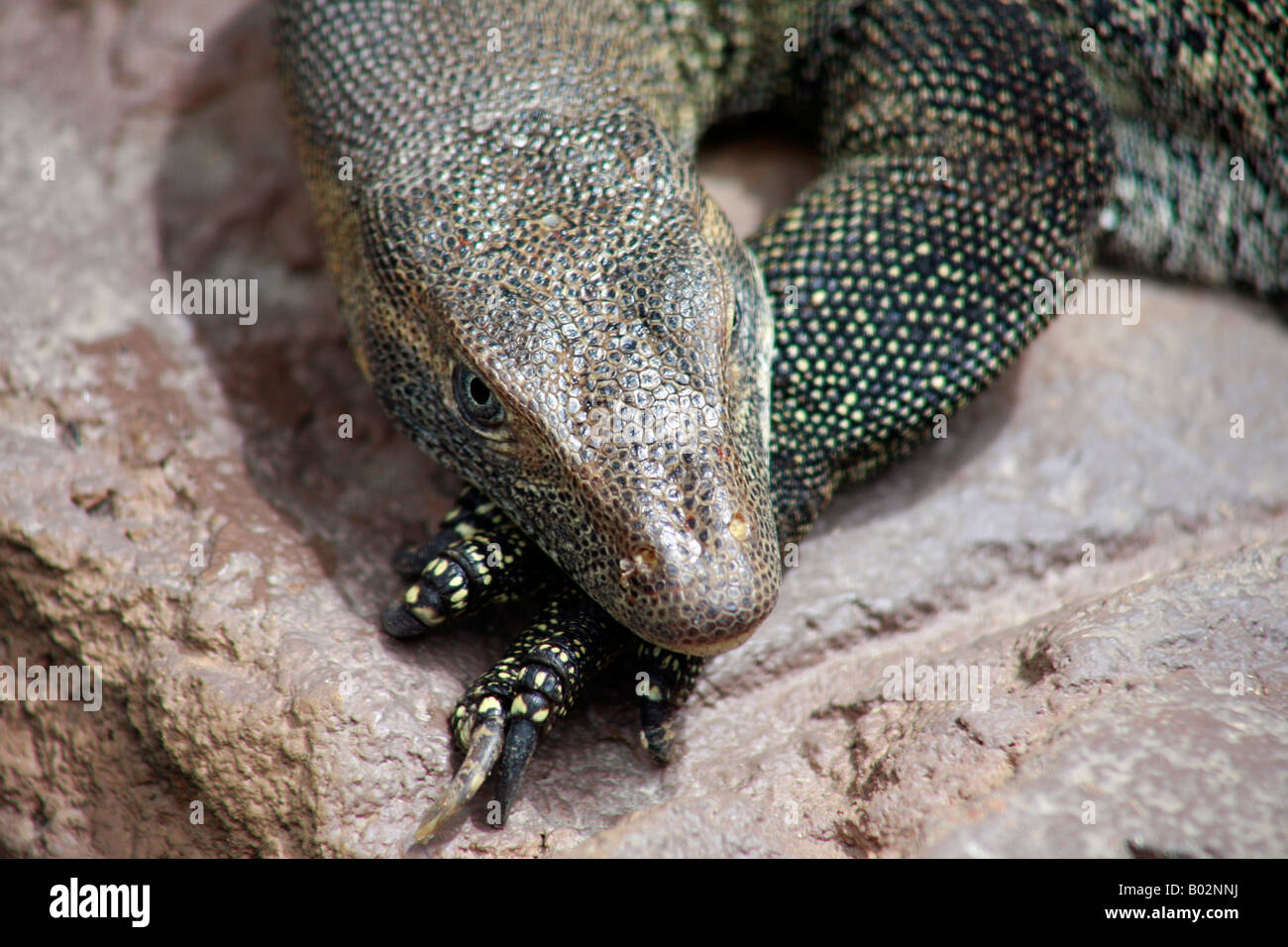 Goanna or monitor lizard on Fraser Island, Australia Stock Photo - Alamy