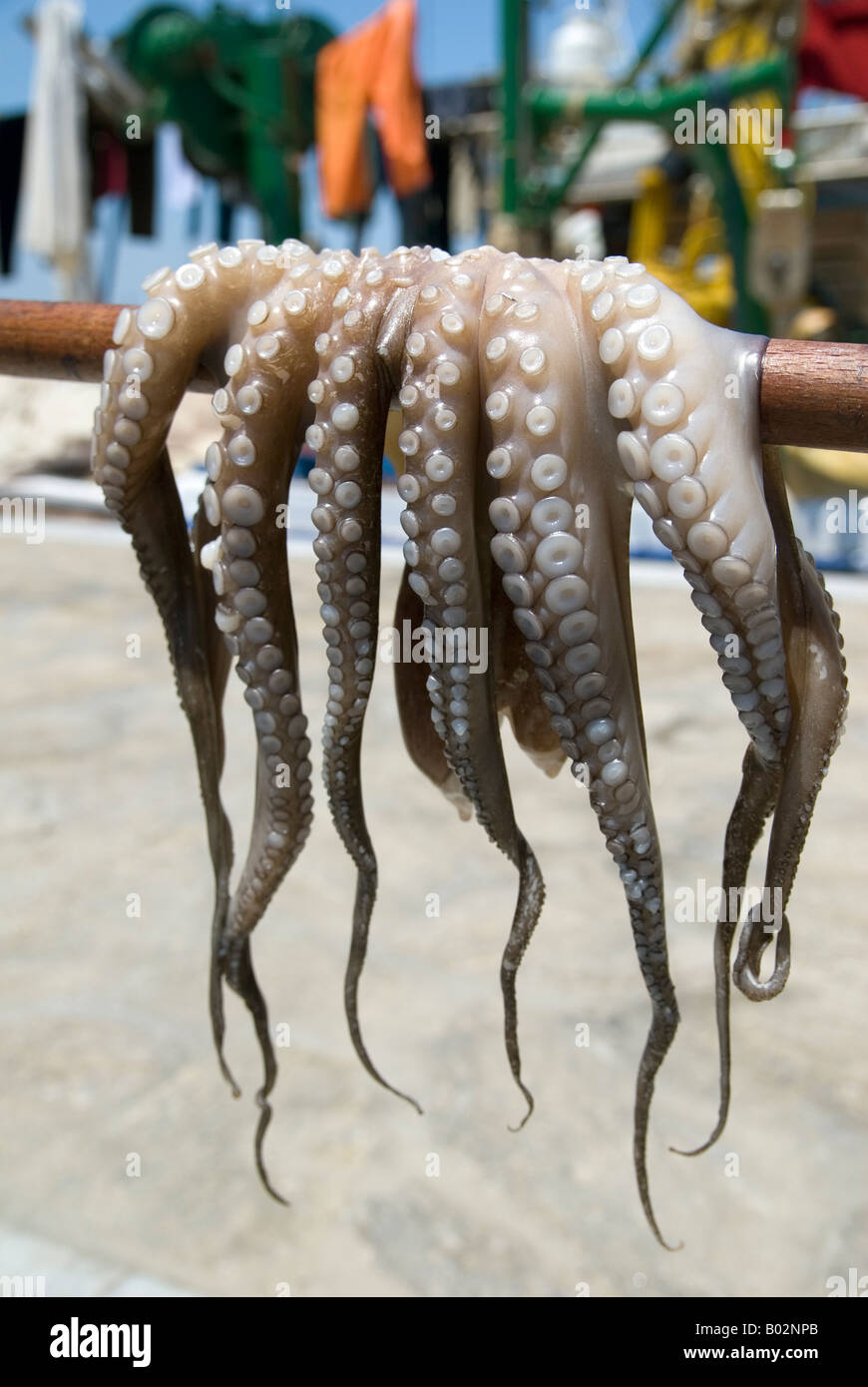 A traditional Greek scene of an octopus drying in the sun, with a ...