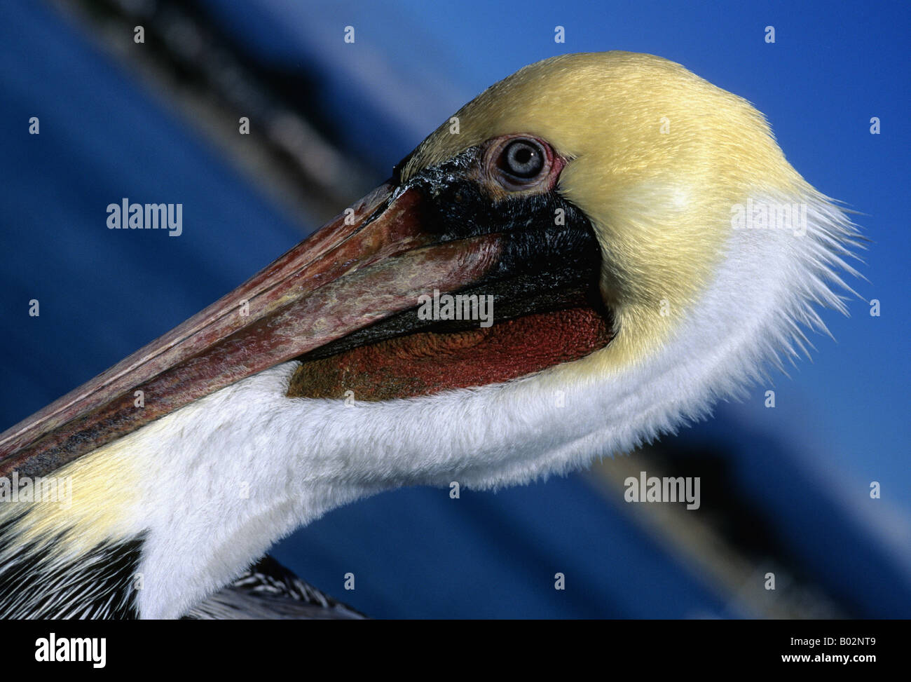 Diagonal profile hi-res stock photography and images - Alamy