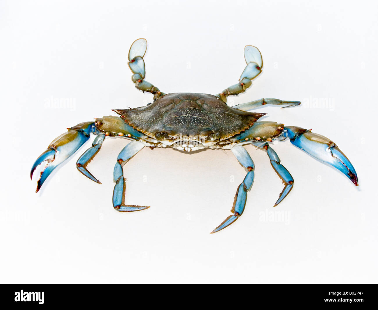Blue Crab Callinectes Sapidus Cut Out Stock Images And Pictures Alamy