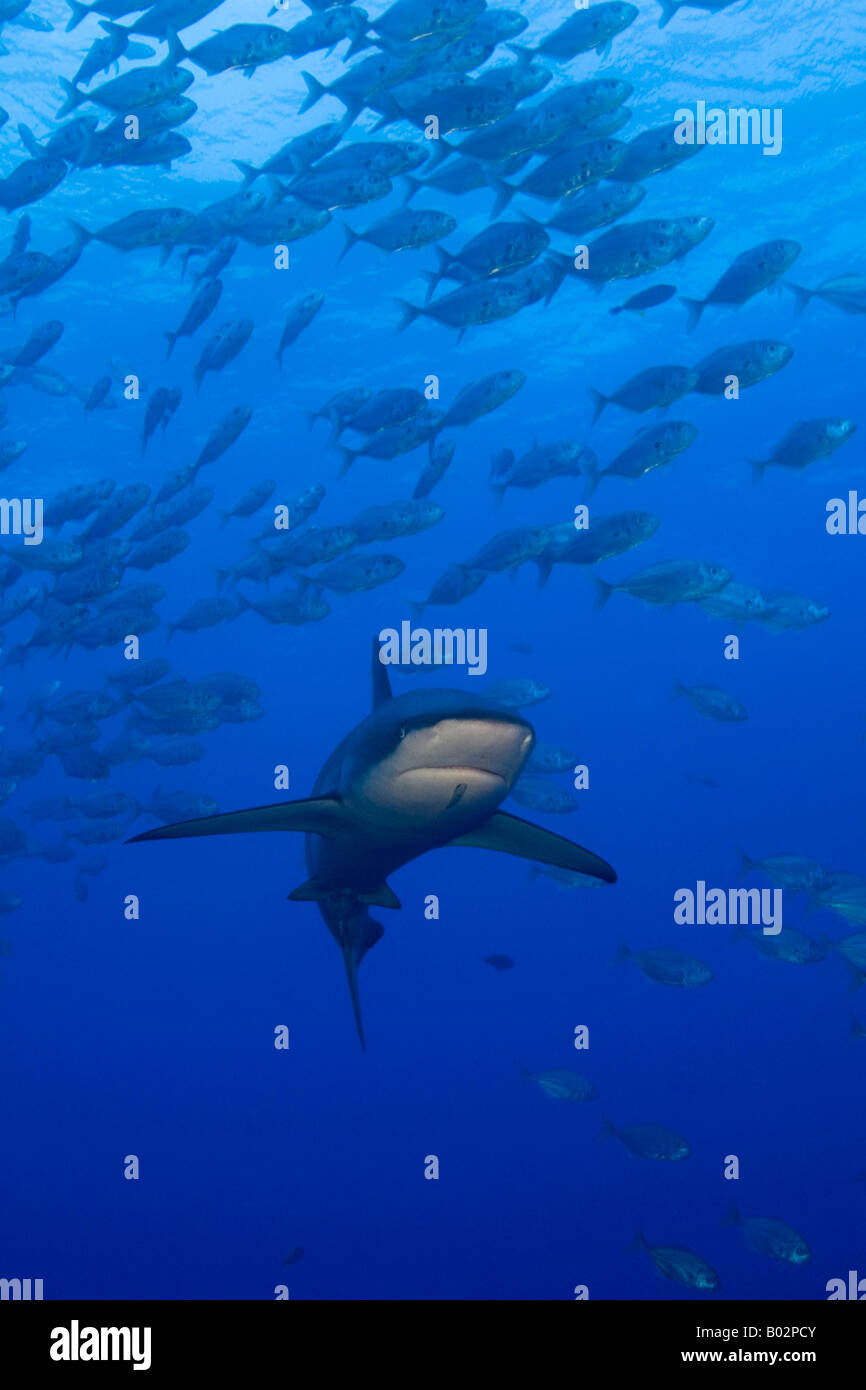 shark in Revillagigedo islands Socorro, predator, dangerous, scuba ...