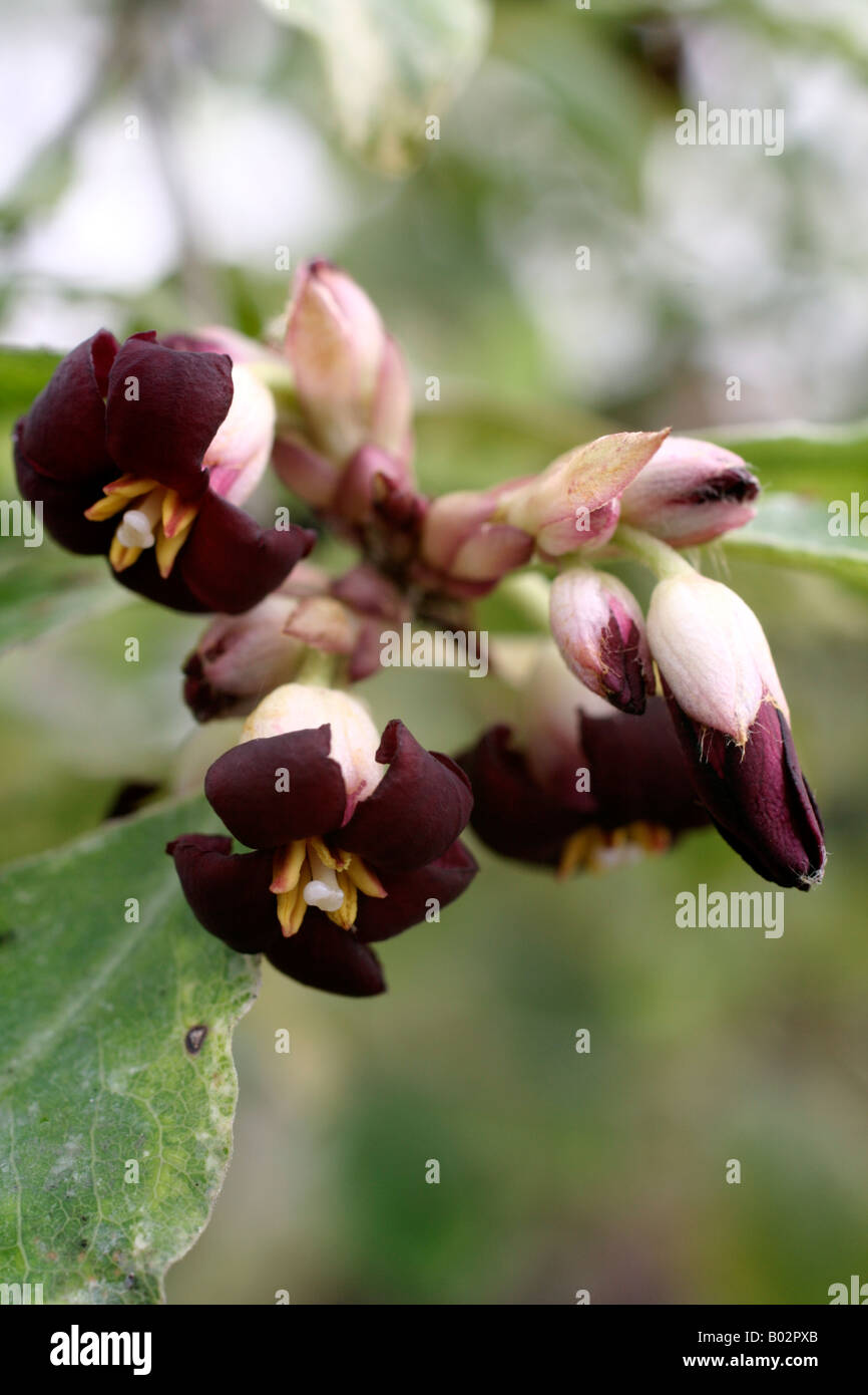 Pittosporum tenuifolium irene paterson hi-res stock photography and ...