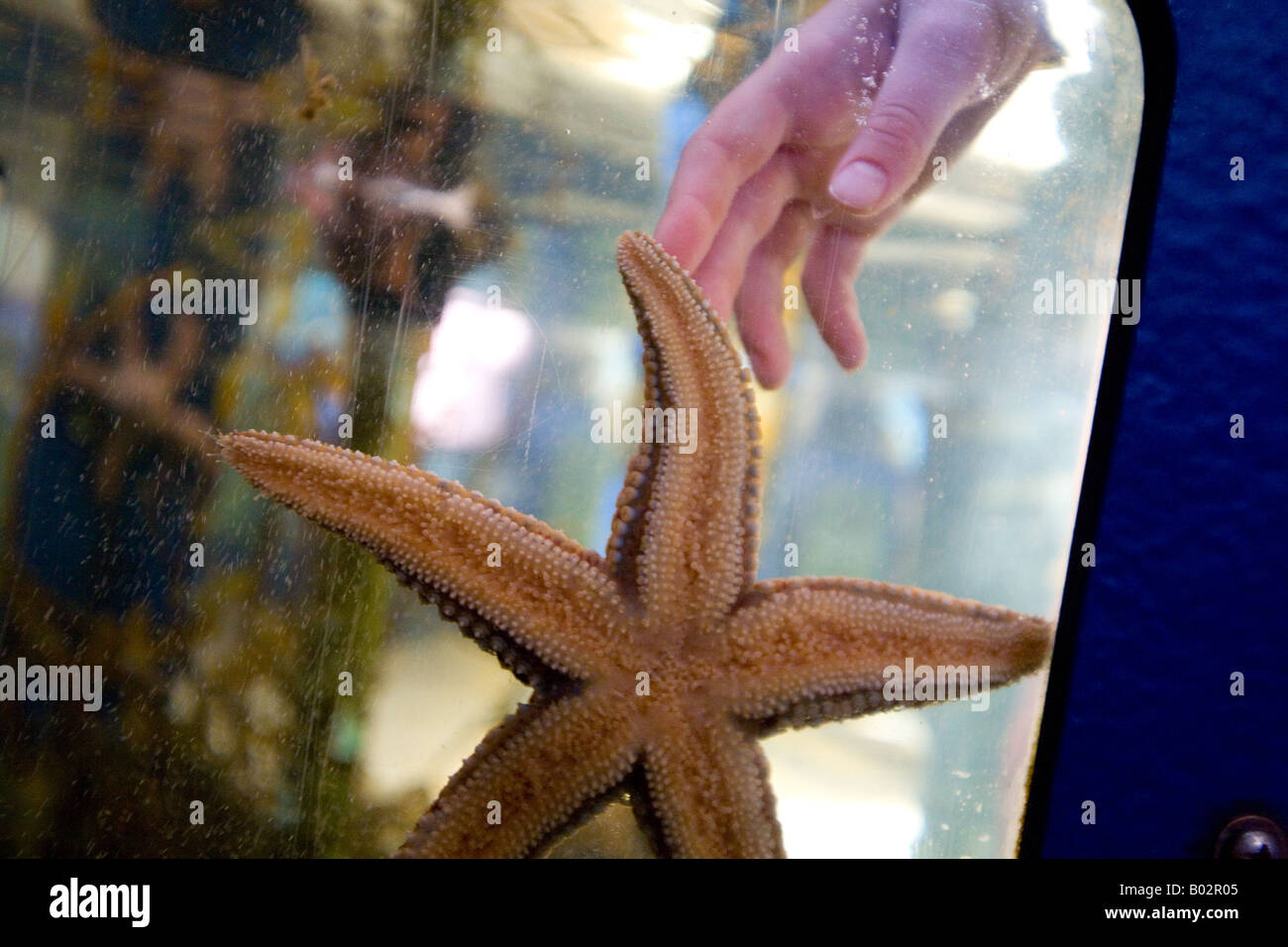Locomotion In Starfish