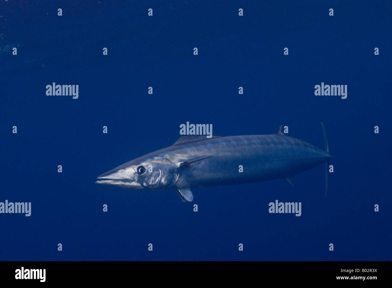 Wahoo Underwater