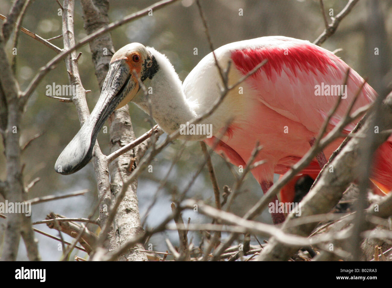 Louisiana swamp spoonbill hi-res stock photography and images - Alamy