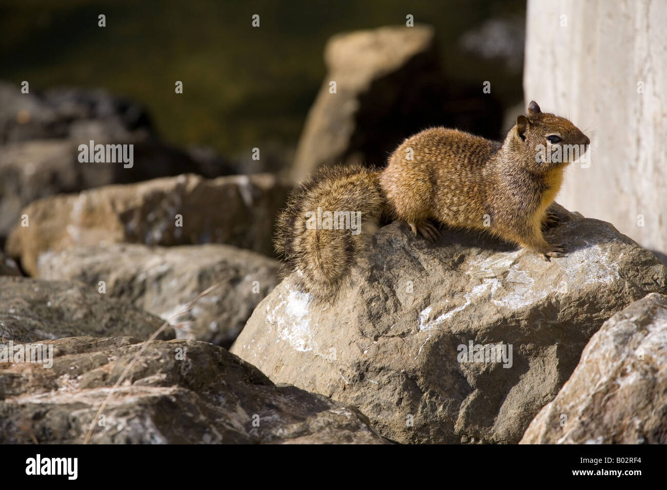 The California ground squirrel Stock Photo - Alamy