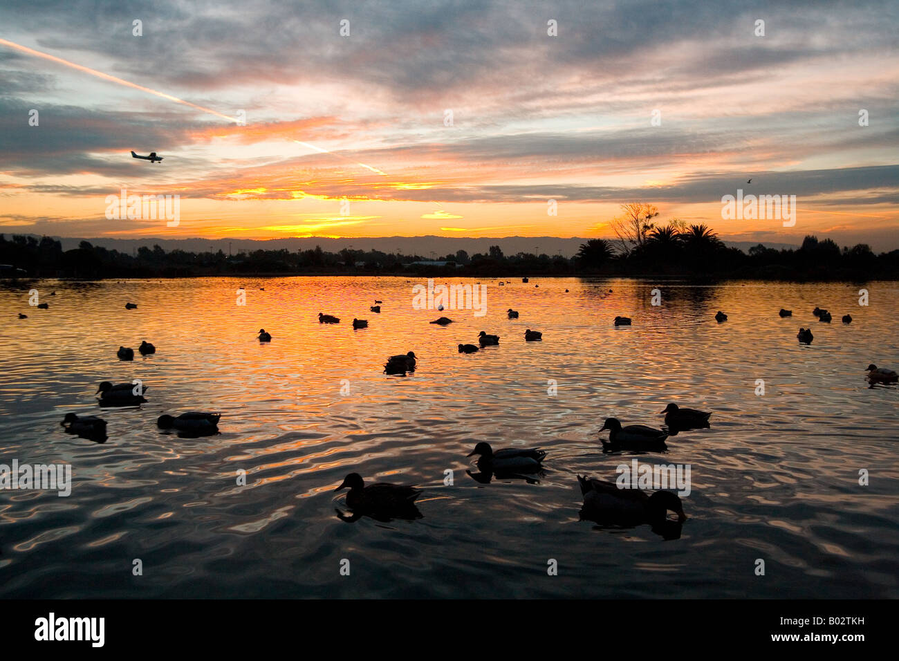 Duck sunset water silhouette hi-res stock photography and images - Alamy