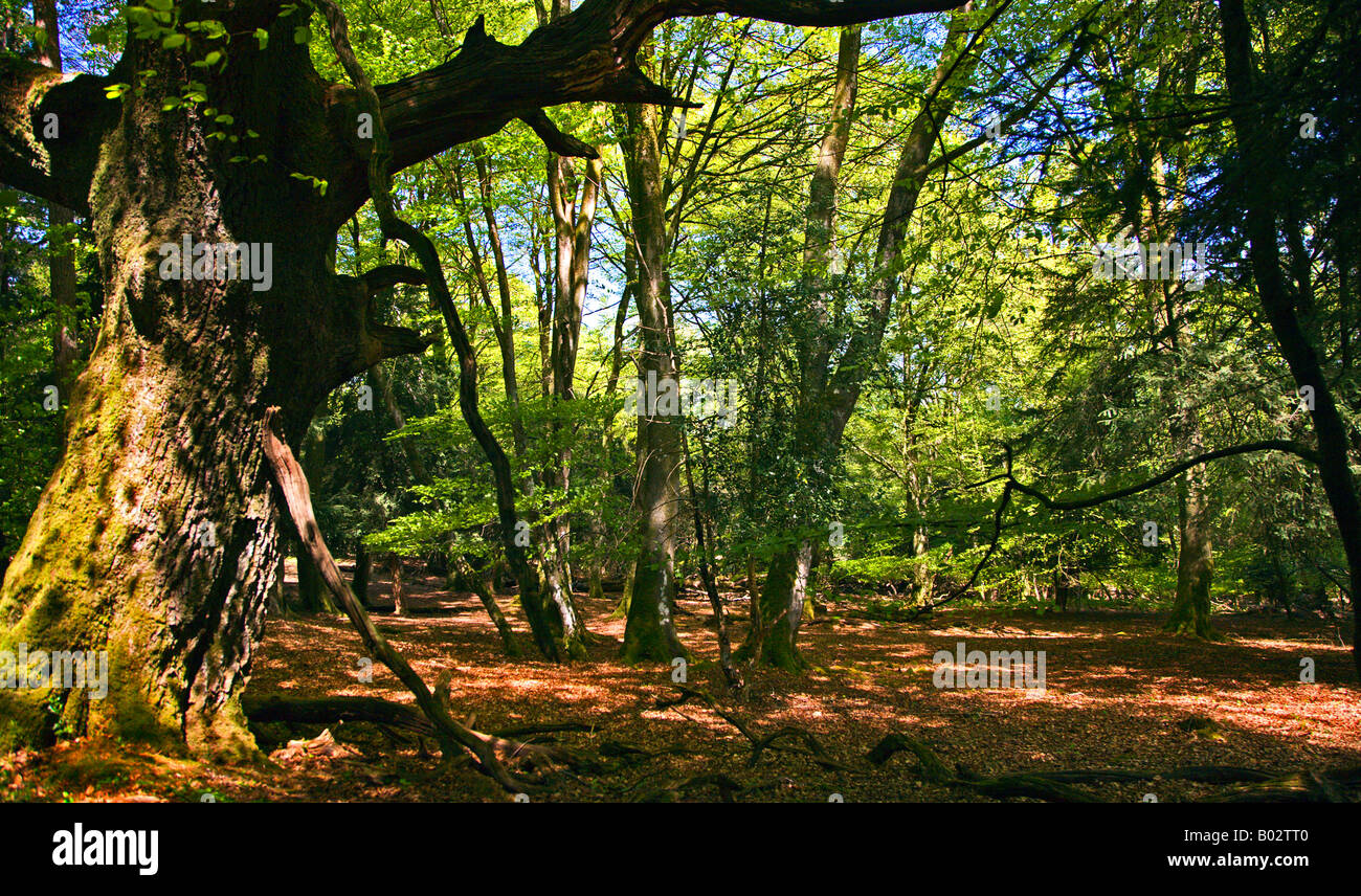 Deciduous forests new hampshire hi-res stock photography and images - Alamy