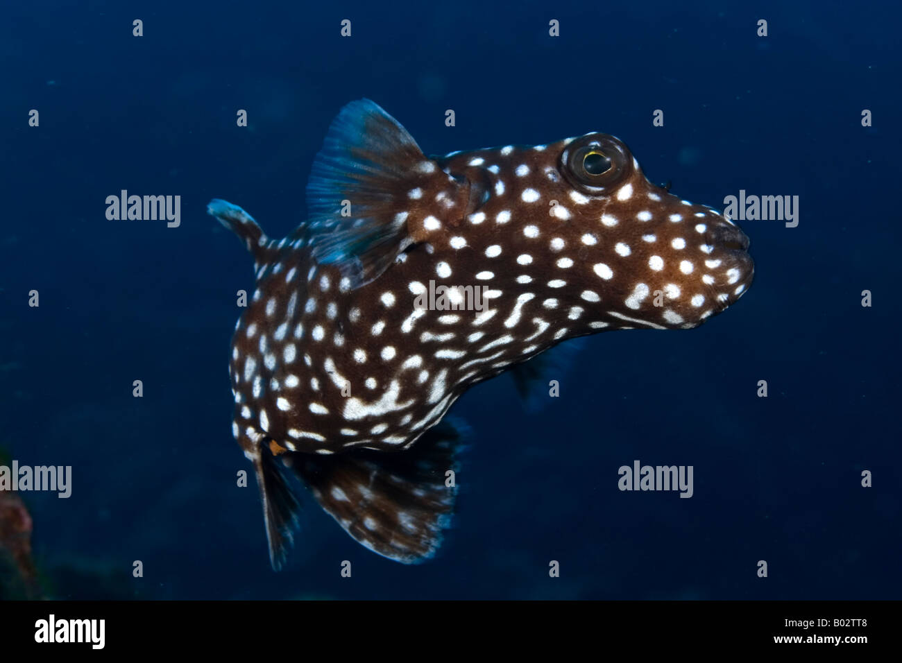 Pufferfish fish hi-res stock photography and images - Alamy