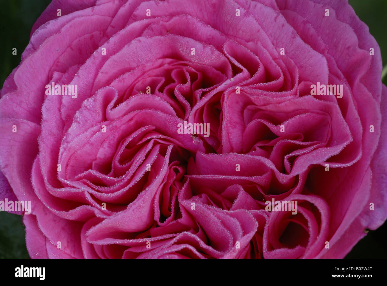 Old English Rose, Gertrude Jekyll. Close-up of petals Stock Photo - Alamy