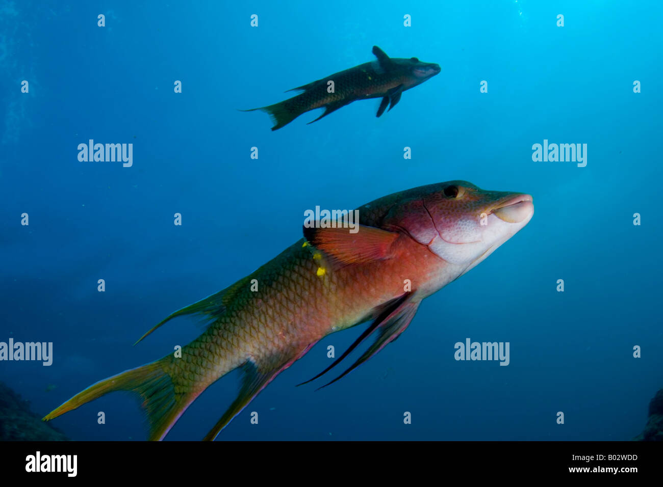 fish in Revillagigedo islands Socorro islands, Pacific ocean, sea ...