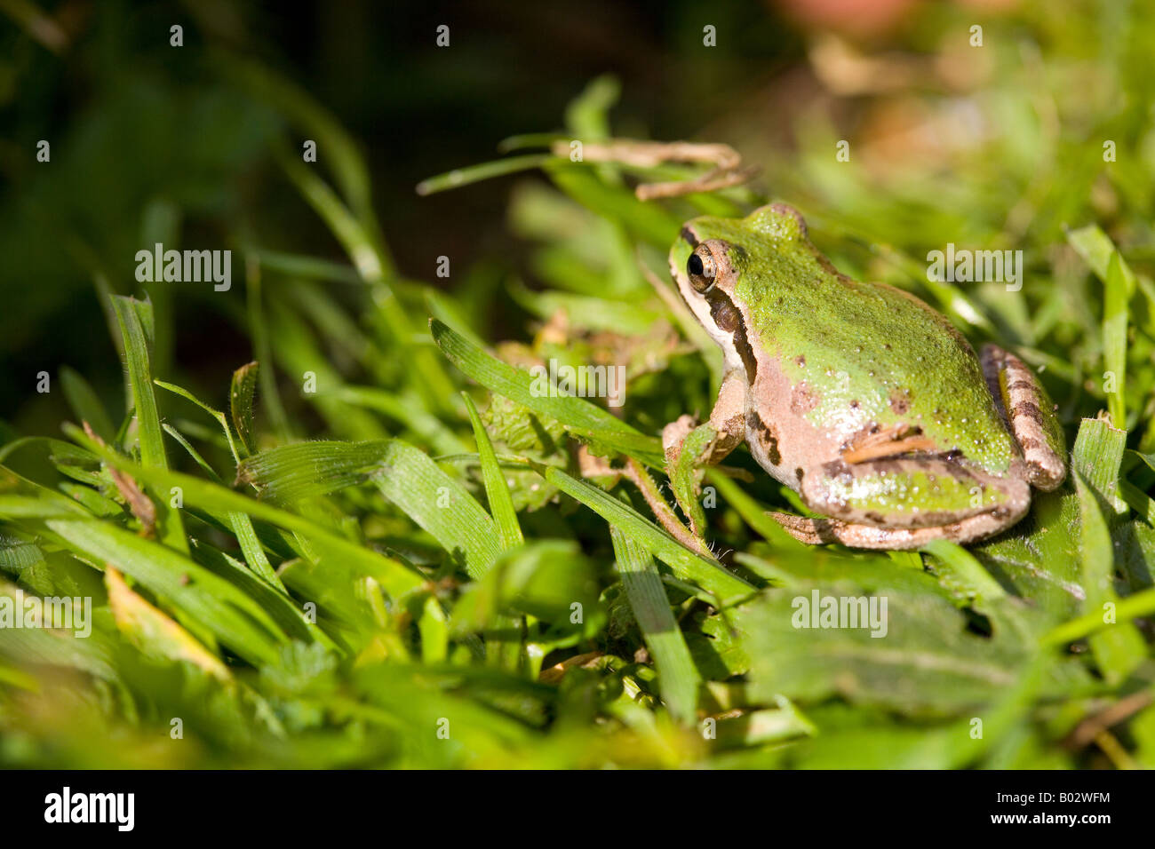 The Pacific Tree Frog (Pseudacris regilla Stock Photo - Alamy