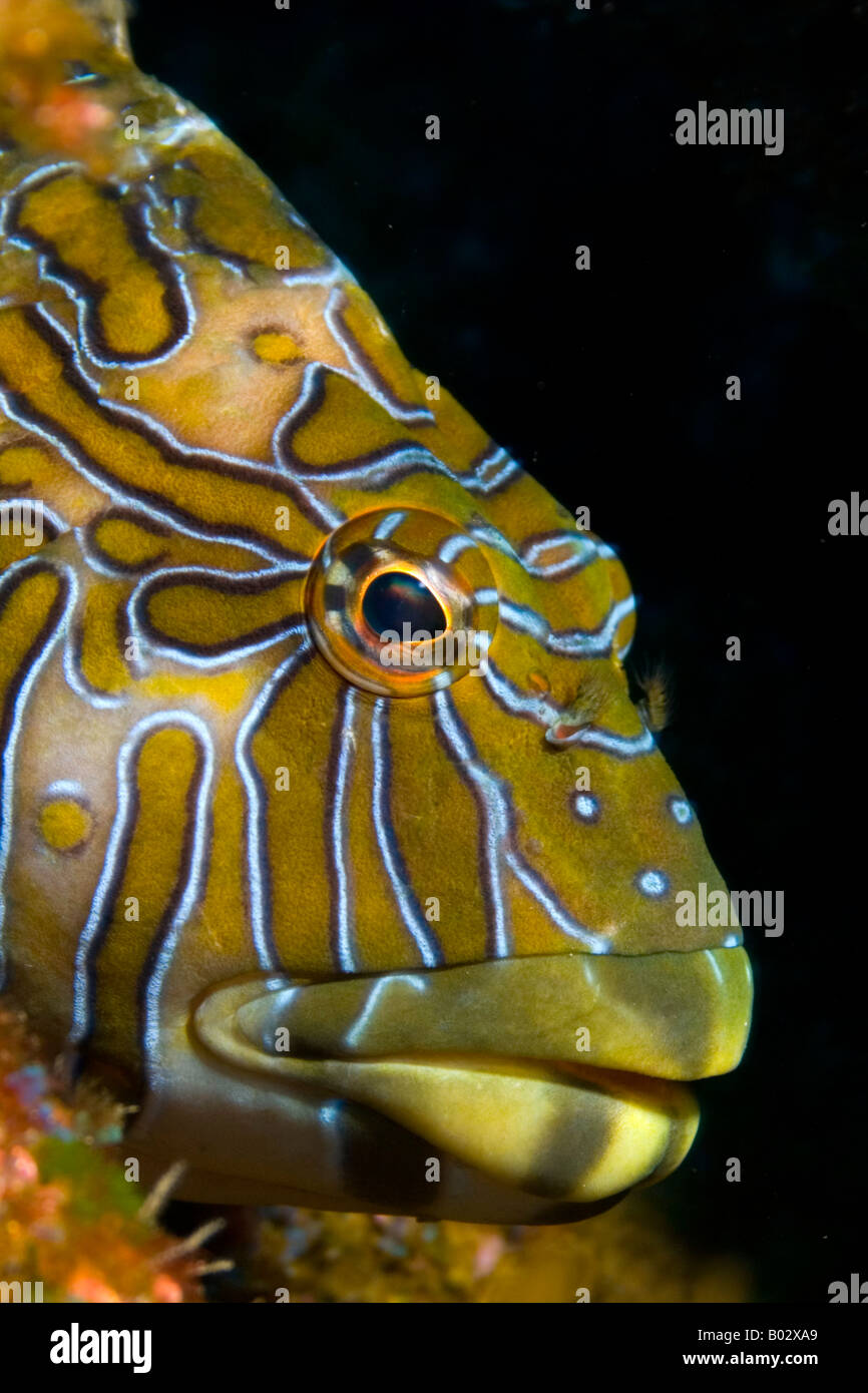 Grouper, Revillagigedo islands, Socorro islands, underwater, scuba ...