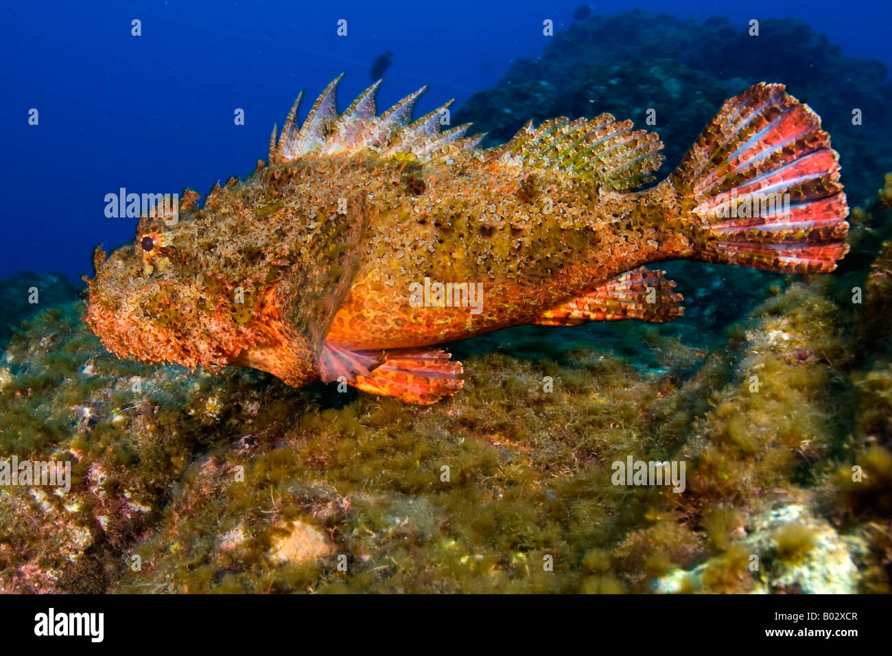 Scorpion fish, Revillagigedo islands, Socorro islands, scuba, diving ...