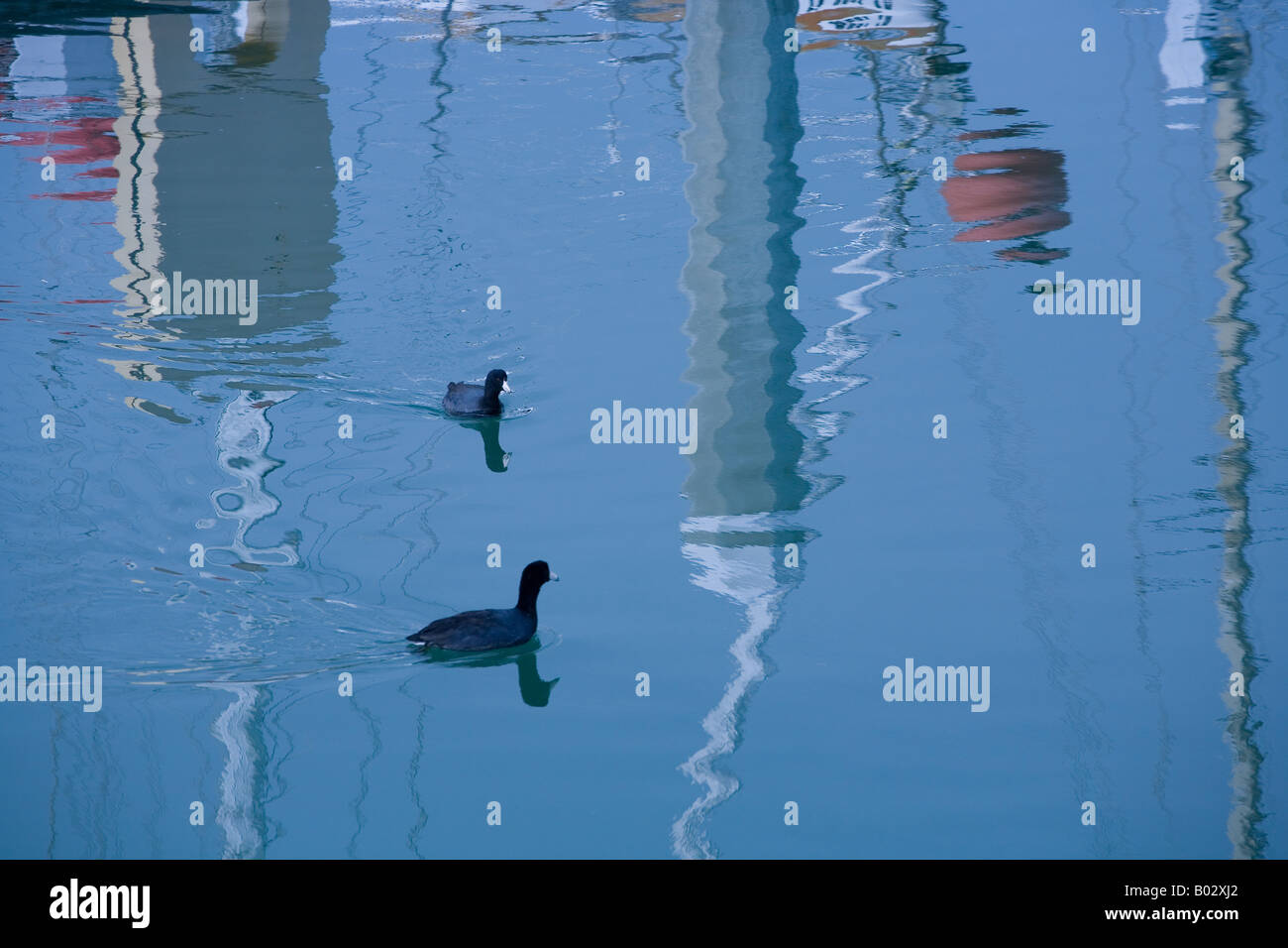 Two Coot birds Stock Photo - Alamy