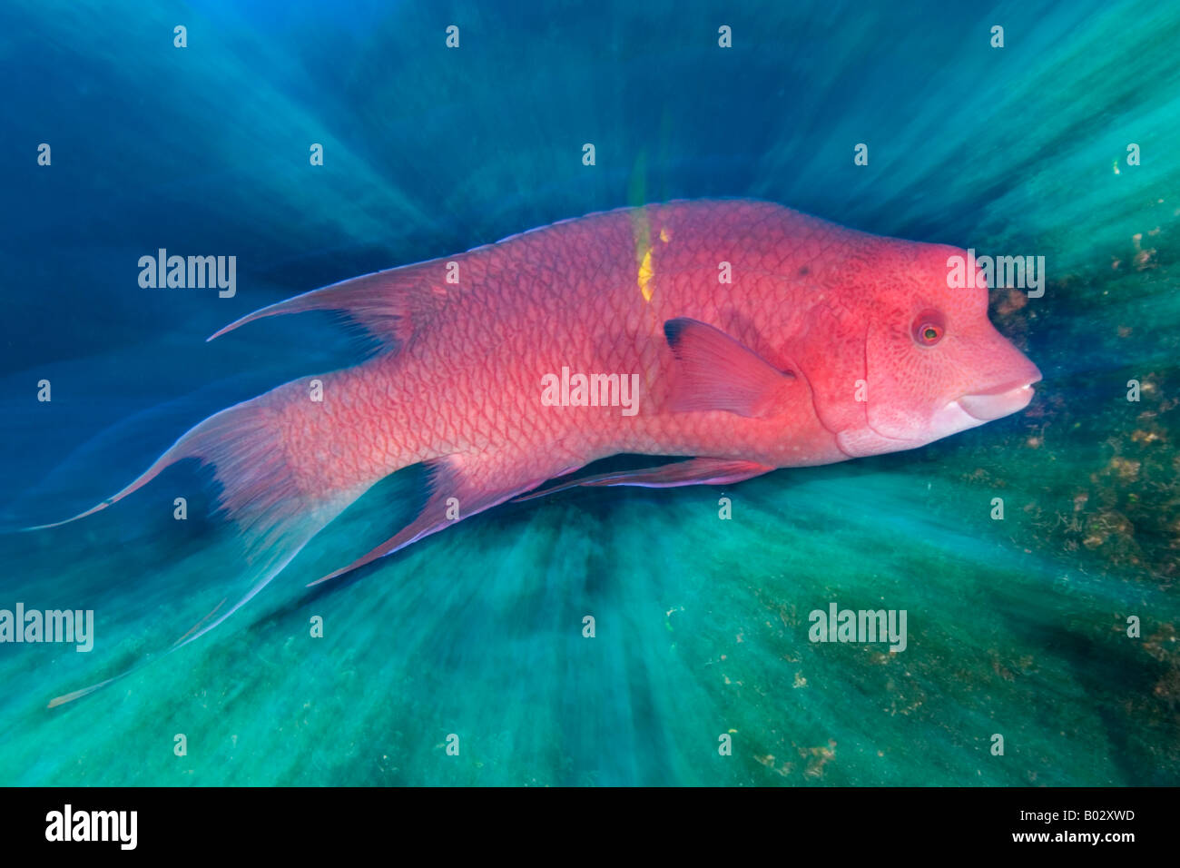 Mexican hog fish, underwater, Revillagigedo islands, Socorro islands ...