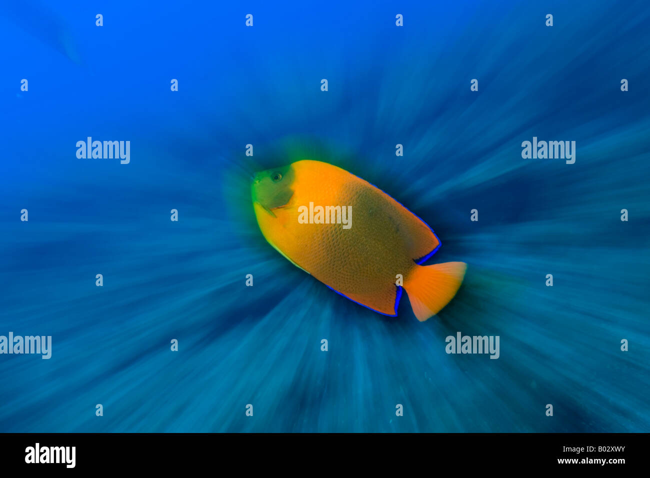 Clarion angelfish, yellow fish, endemic fish, Revillagigedo islands ...