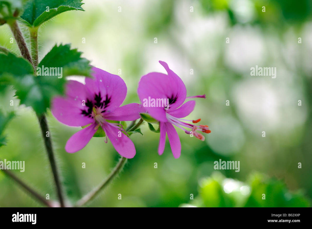 Pelargonium flowers purple detail macro closeup close up Stock Photo ...