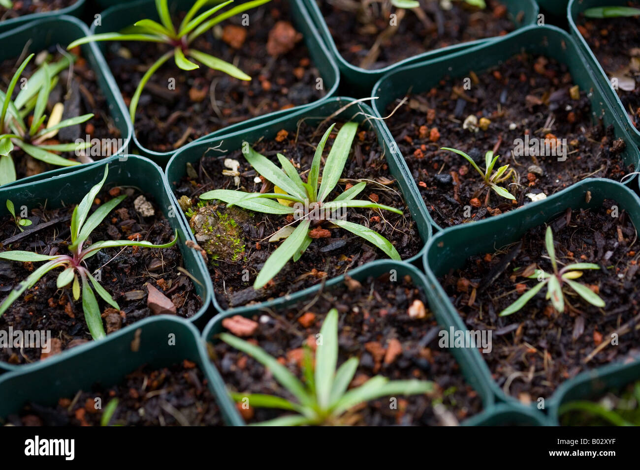 Algae plantae hi-res stock photography and images - Alamy