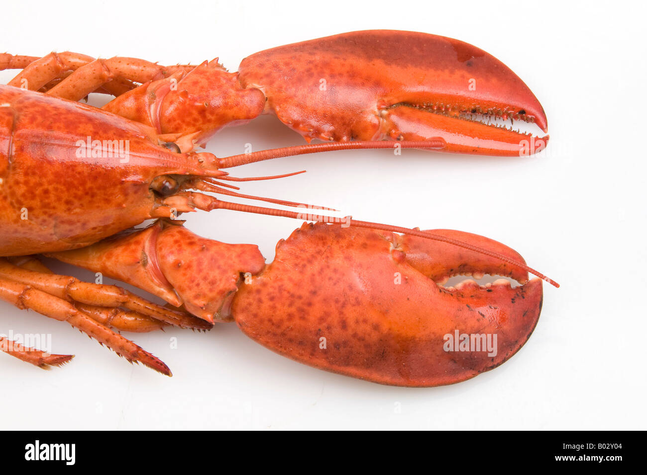 Cooked red lobster claws on white background. Horizontal Stock Photo ...