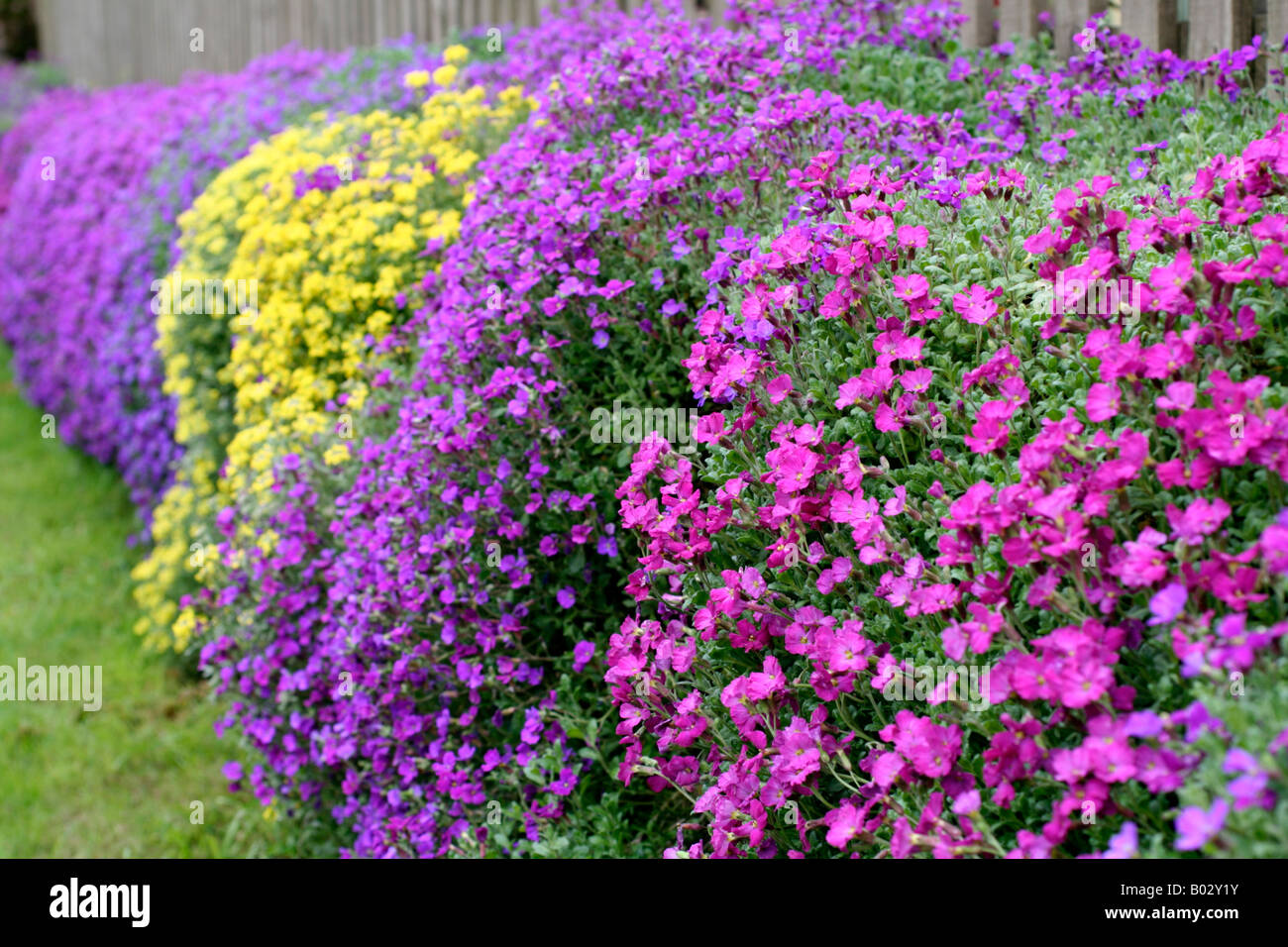 Alpine Alyssum High Resolution Stock Photography and Images - Alamy