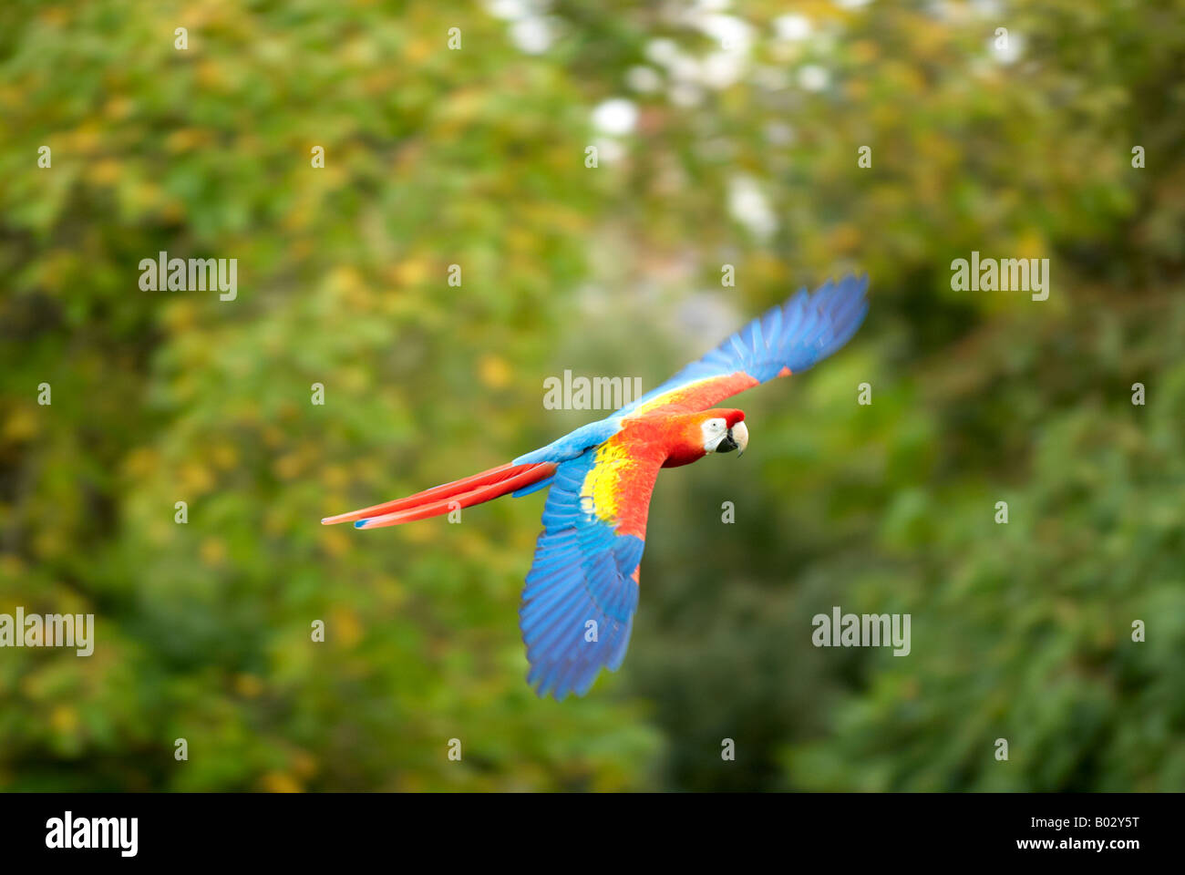 Scarlet Macaw Ara macao flying - native to Mexico, Central and South ...