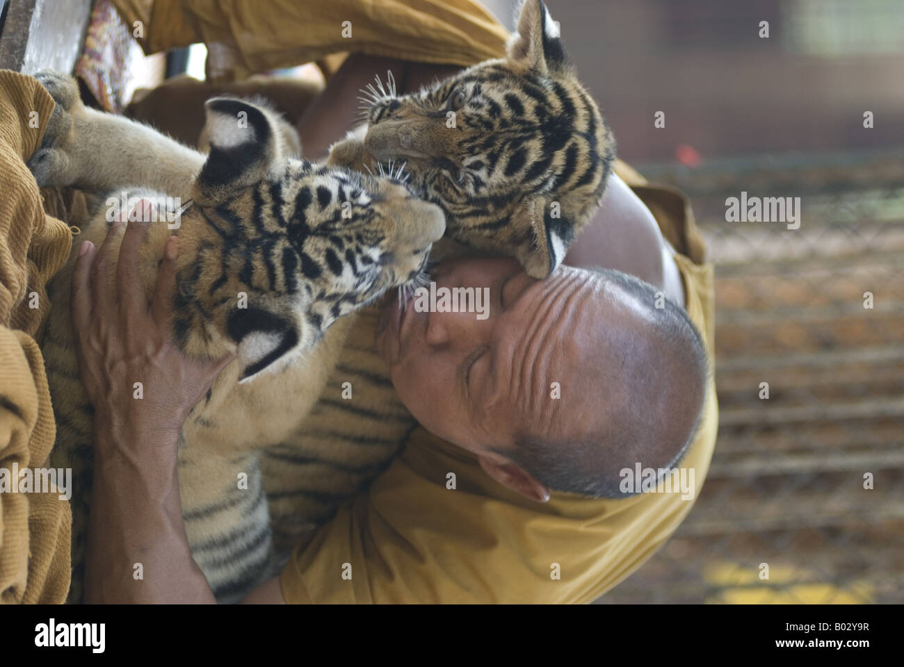 Tiger monk hi-res stock photography and images - Alamy