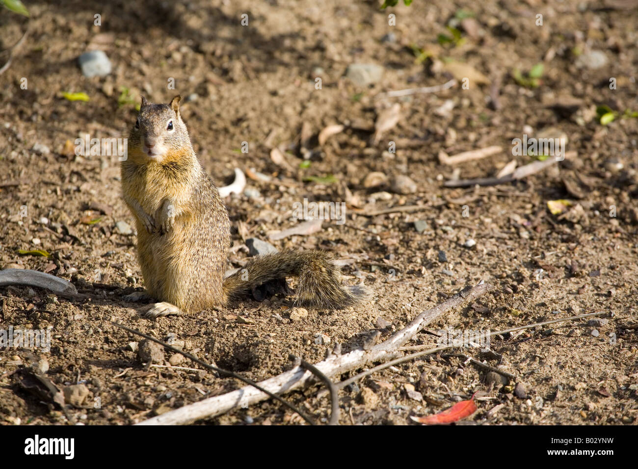 The California ground squirrel Stock Photo - Alamy