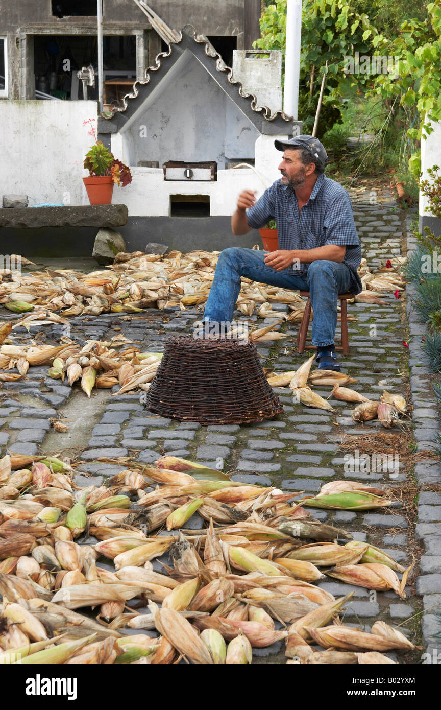 Azores, Farmer Preparing Corn-on-the-cob For Market, Sete Cidades, Sao ...