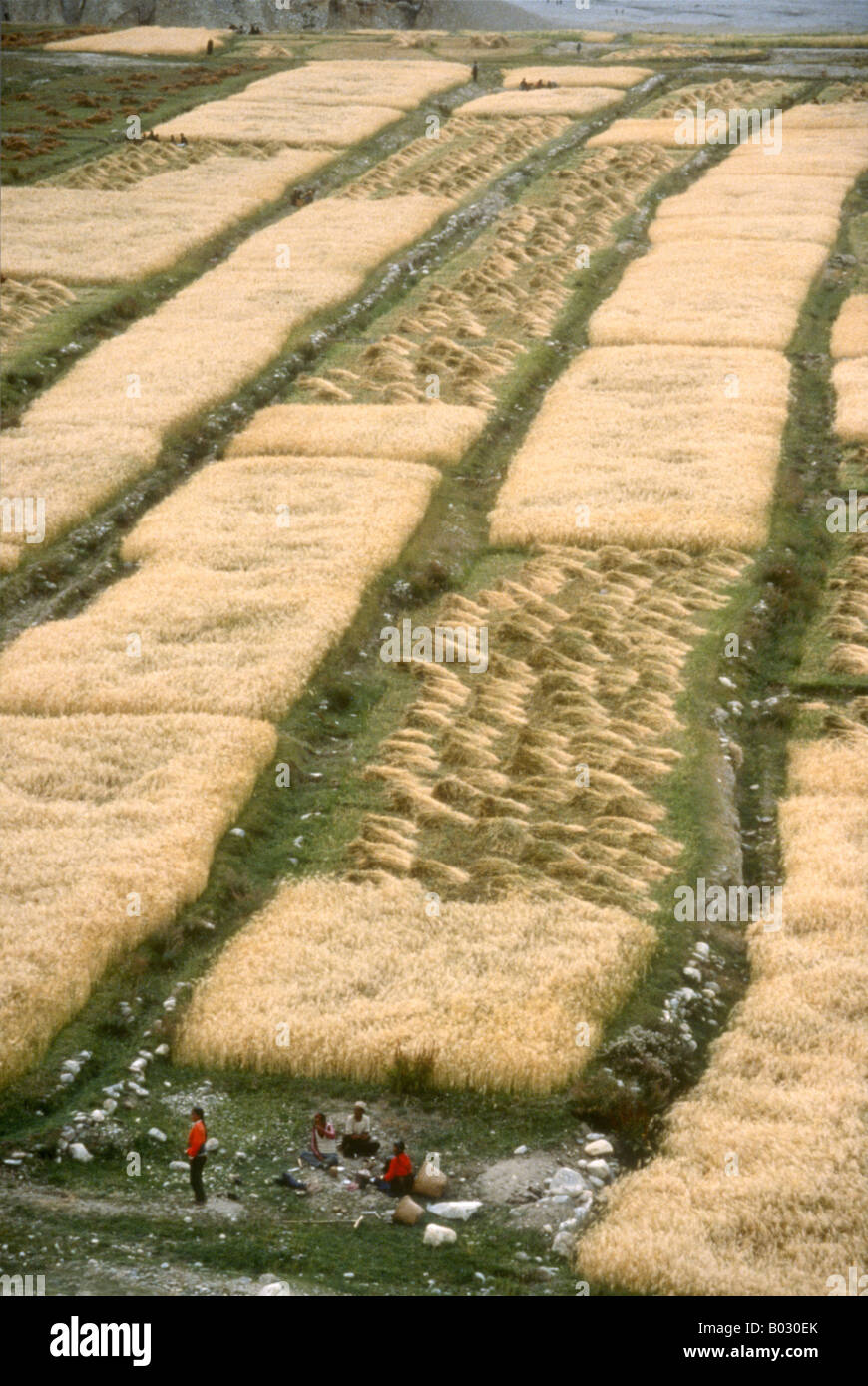 Tsampa tibet hi-res stock photography and images - Alamy