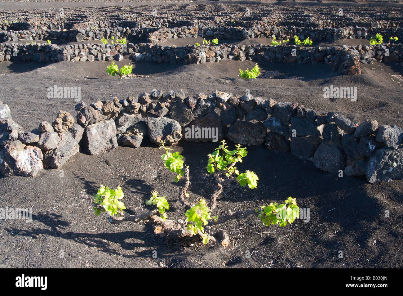 Wine soil hi-res stock photography and images - Alamy