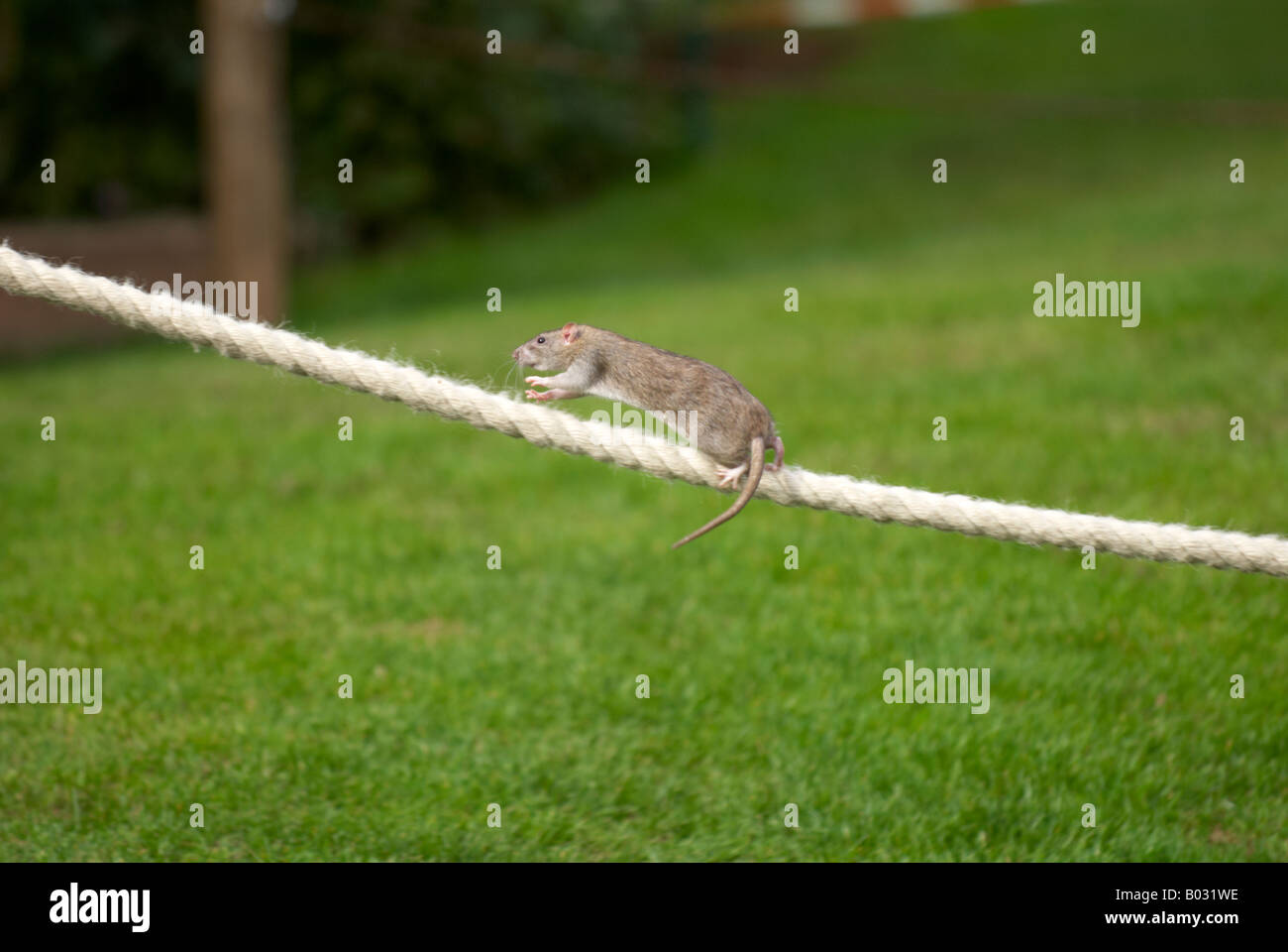 Rat display at Bristol Zoo, of rat running along a rope to simulate a ...