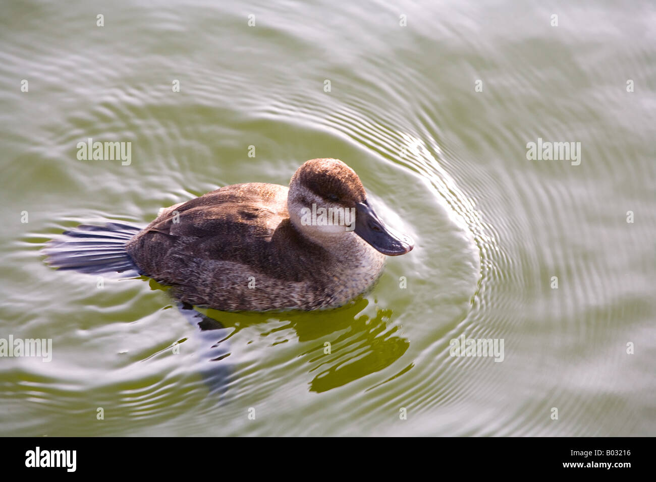 Female Ruddy Duck in California Stock Photo - Alamy