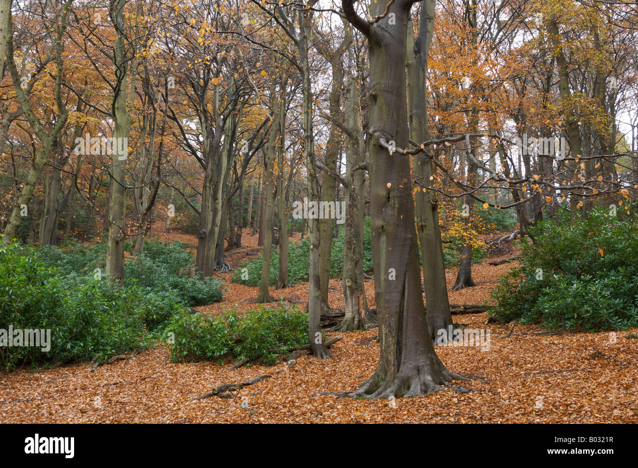 Nesscliffe country park hi-res stock photography and images - Alamy