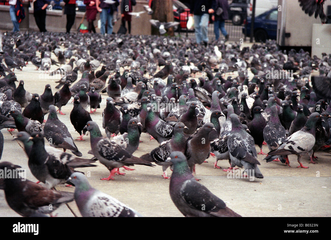 A large number of pigeons at Trafalgar Square in London England in May ...